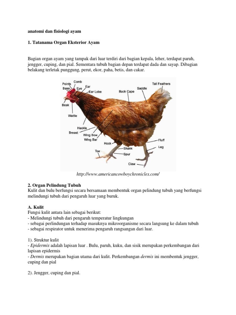 Anatomi Dan Fisiologi Ayam | PDF
