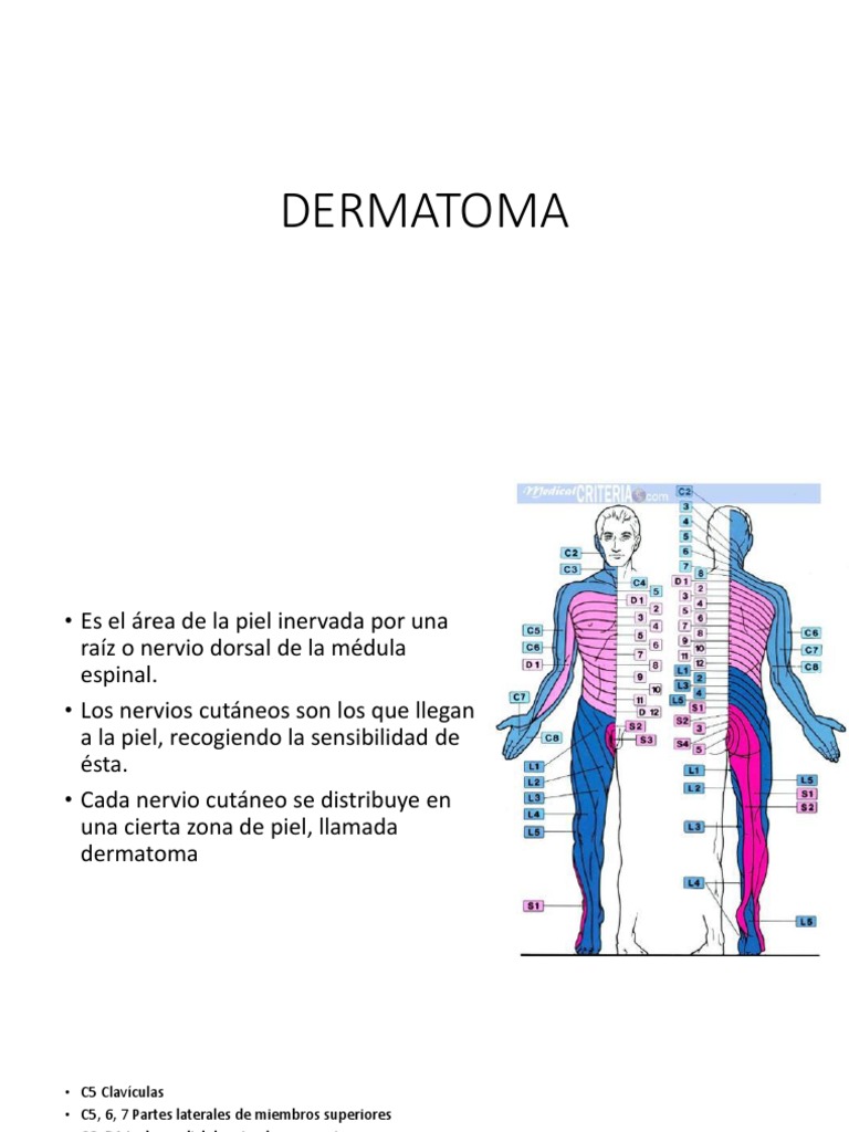 Dermatoma Expo 2017 | PDF
