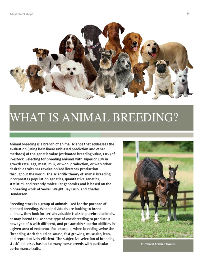 What Is Animal Breeding | PDF | Animal Breeding | Animal Sexuality