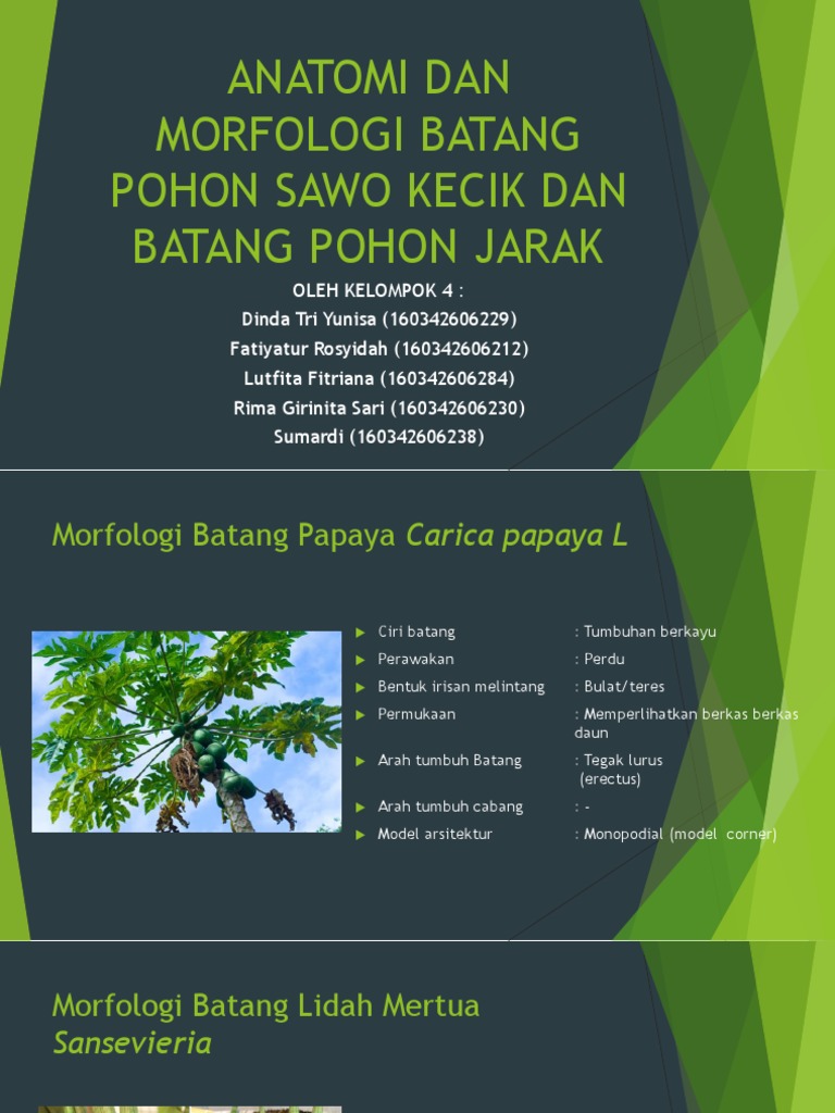 Morfologi Dan Anatomi Batang | PDF