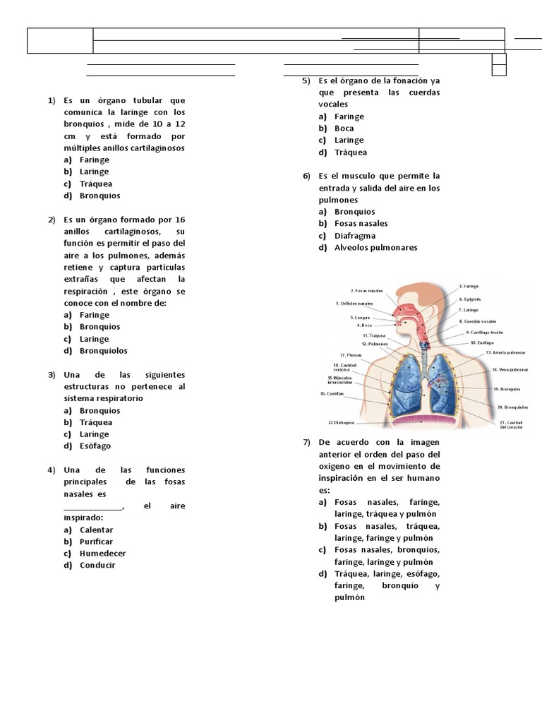 Examen del Sistema Respiratorio 8° Básico | PDF | Pulmón | Sistema ...