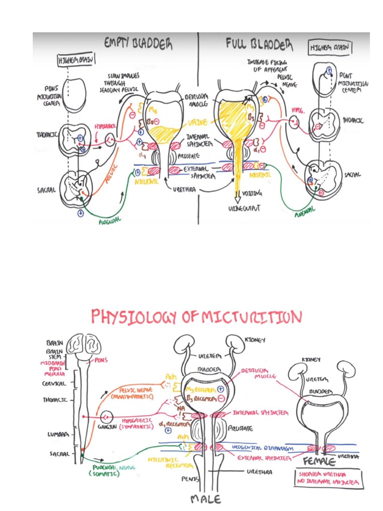 Armando Hasudungan Fisiologi Miksi Pdf