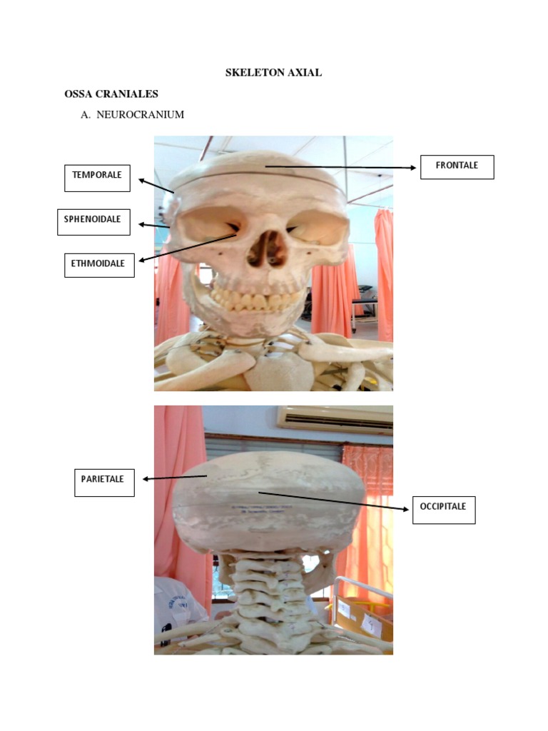 Skeleton Axial | PDF | Musculoskeletal System | Limbs (Anatomy)
