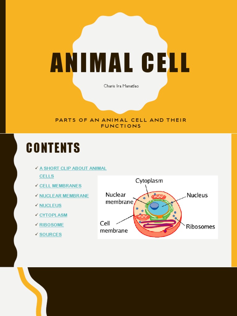 Animal Cell: Parts of An Animal Cell and Their Functions | PDF