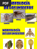 J.L.J.A - Tipos de Pupa | PDF | Crisálida | Mosca