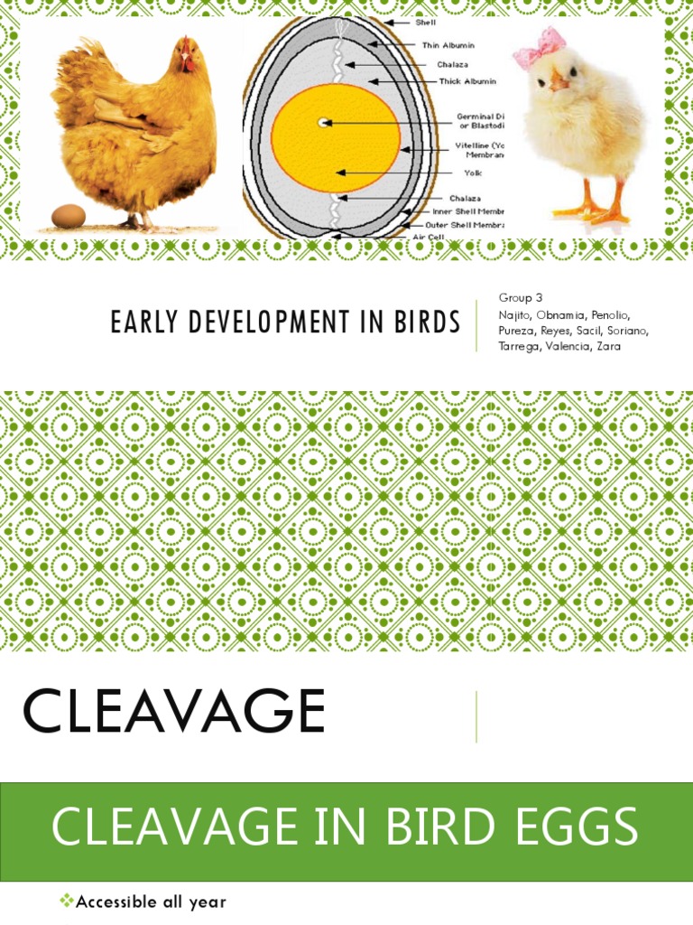 Early Development in Birds | Zoology | Developmental Biology