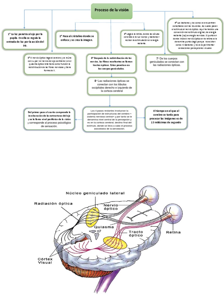 Proceso de La Vision | PDF | Percepción visual | Ojo