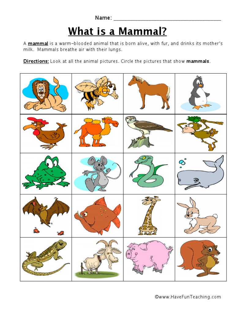 Classifying Mammals Worksheet | PDF | Wellness