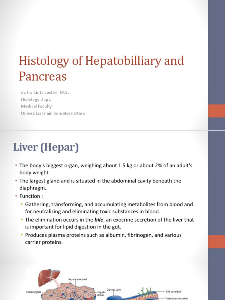Hepatobiliary and Pancreatic Histology | PDF | Pancreas | Hepatocyte