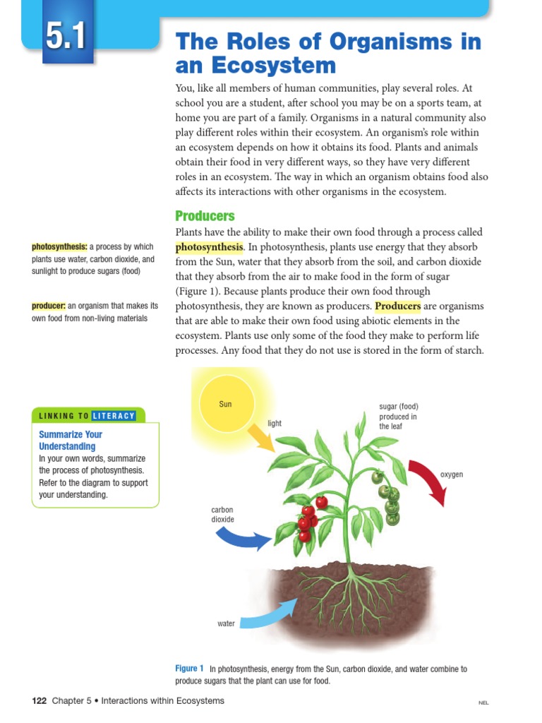5.1 The Roles of Organisms | PDF | Ecosystem | Plants
