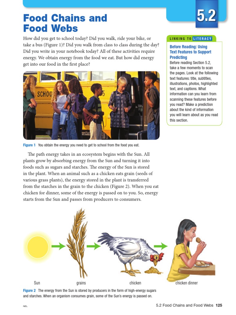 5.2 Food Chains and Food Webs | PDF | Food Web | Systems Ecology