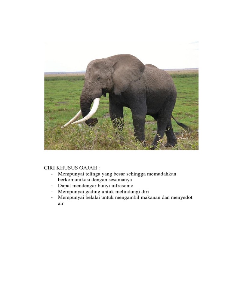 Ciri Khusus Gajah | PDF