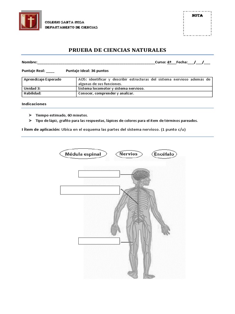 Sistema nervioso: Prueba de conocimientos sobre su estructura y ... Sistema nervioso: Prueba de conocimientos sobre su estructura y ...