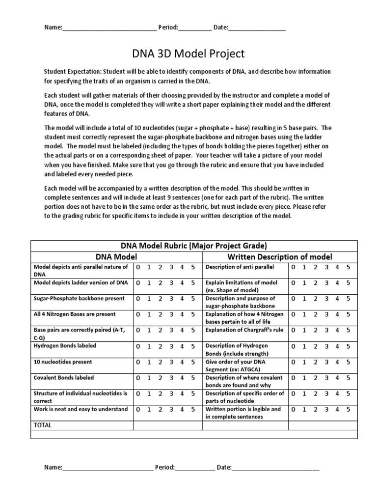 Dna Model Rubric | PDF | Dna | Rubric (Academic)