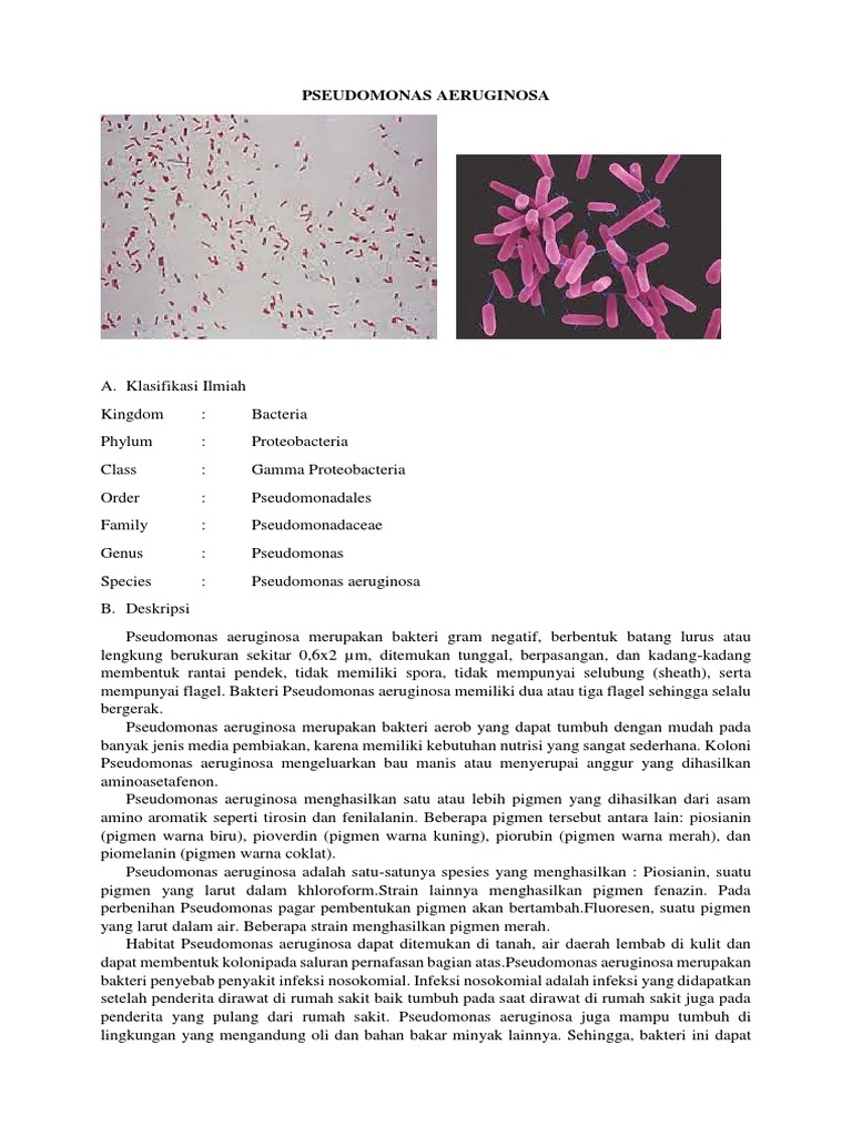 Pseudomonas Aeruginosa | PDF