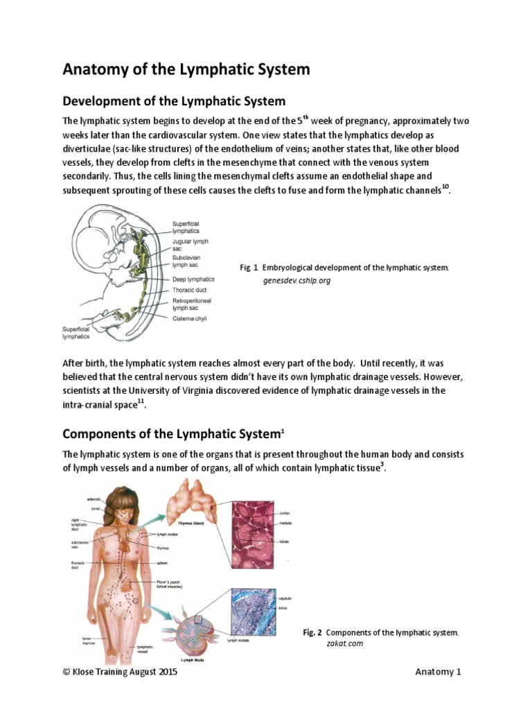 Anatomy of The Lymphatic System | Download Free PDF | Lymphatic System ...