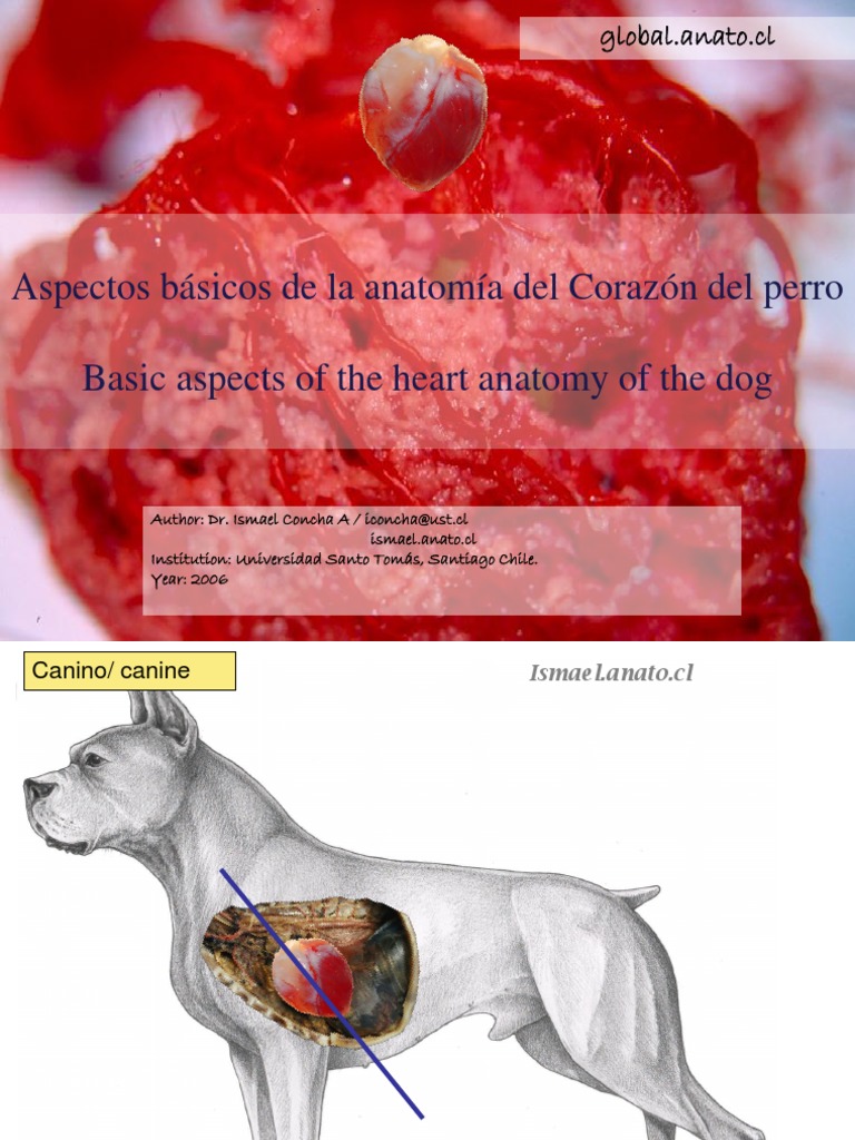 Anatomía Del Corazón Canino