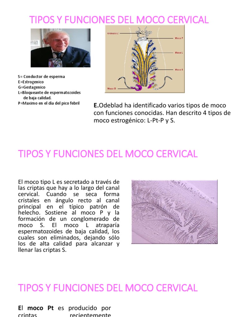TIPOS Y FUNCIONES DEL MOCO CERVICAL.pptx | Útero | Vagina