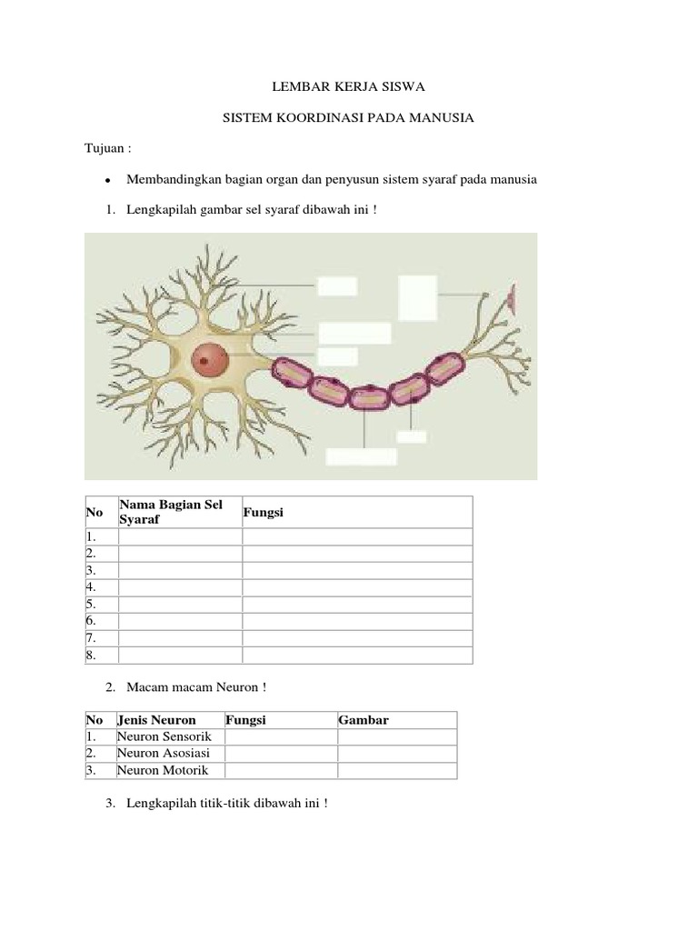 Jenis-jenis Neuron dan Fungsinya | PDF | Game & Aktivitas | Sains ...