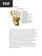 Anatomi dan Struktur Arcus Pedis | PDF | Ilmu Sosial