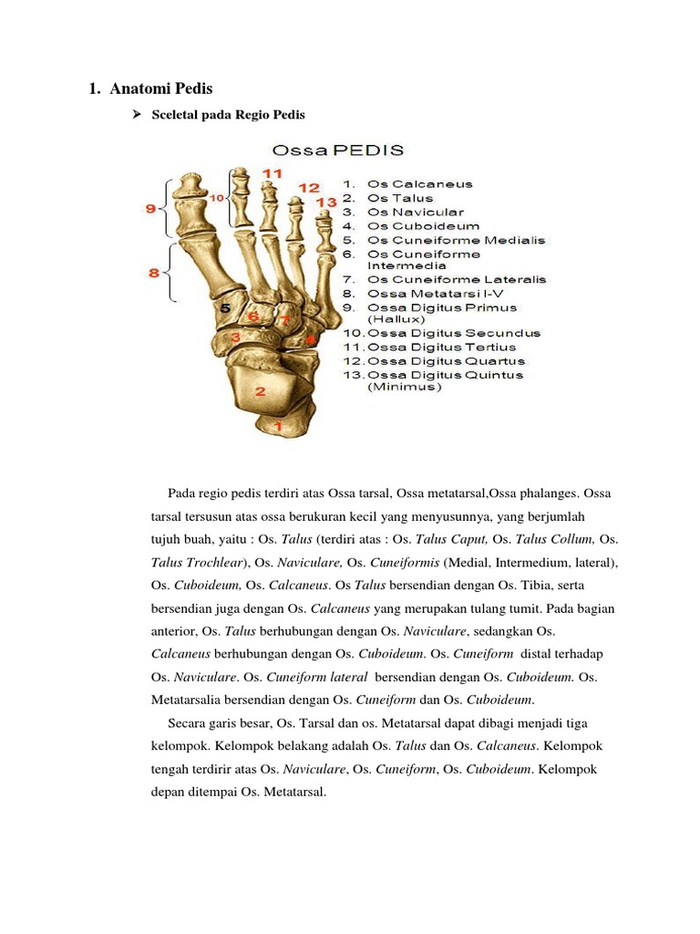 Anatomi Pedis | PDF