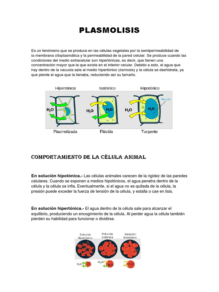 PLASMOLISIS | PDF