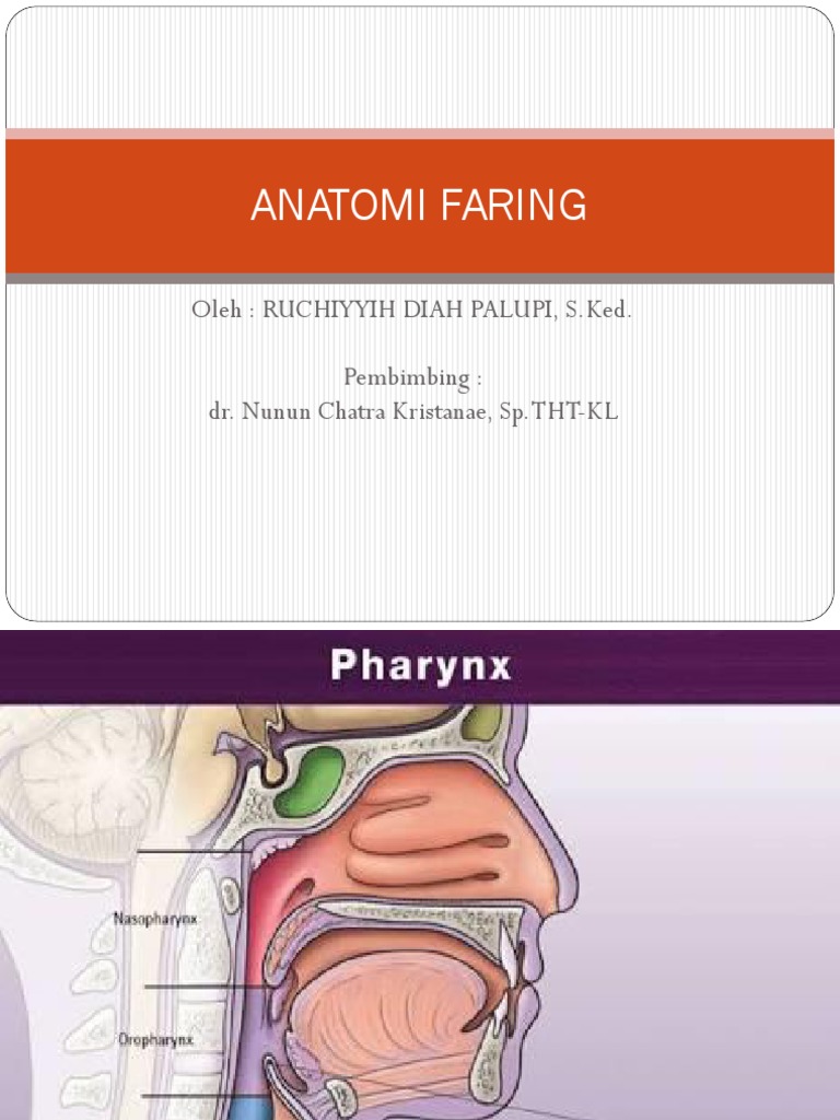 Anatomi Faring | PDF