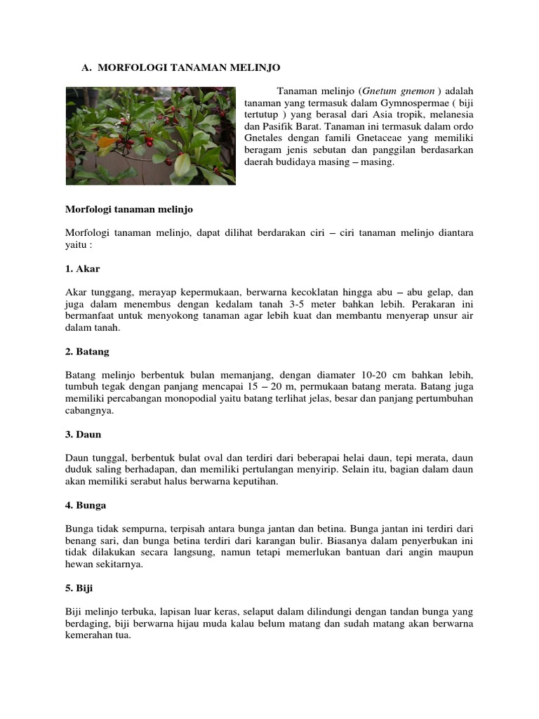 Morfologi Tanaman Melinjo | PDF