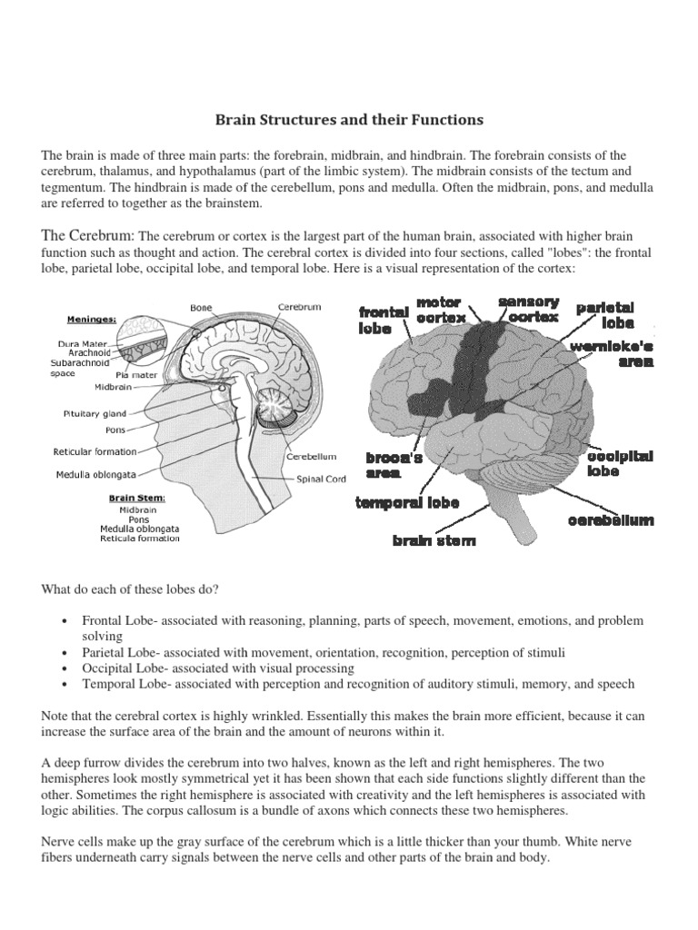 Brain Structures and Their Function a-Level Biology | Cerebrum | Brain