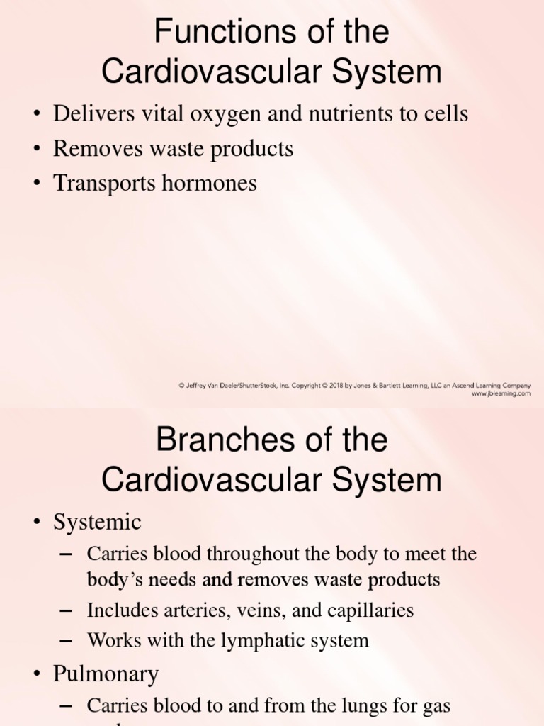 Cardiovascular System | PDF | Atrium (Heart) | Shock (Circulatory)