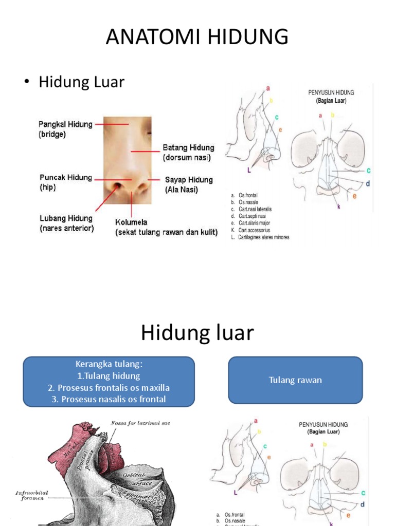 Anatomi Hidung | PDF