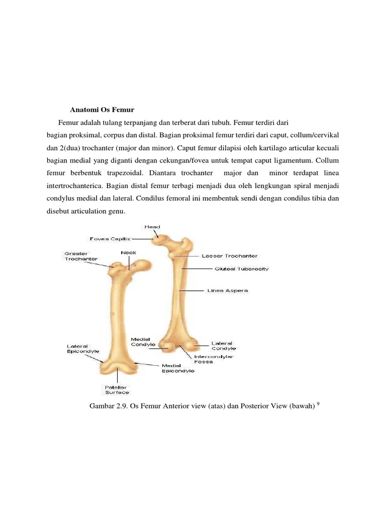 Anatomi Os Femur | PDF | Sains & Matematika