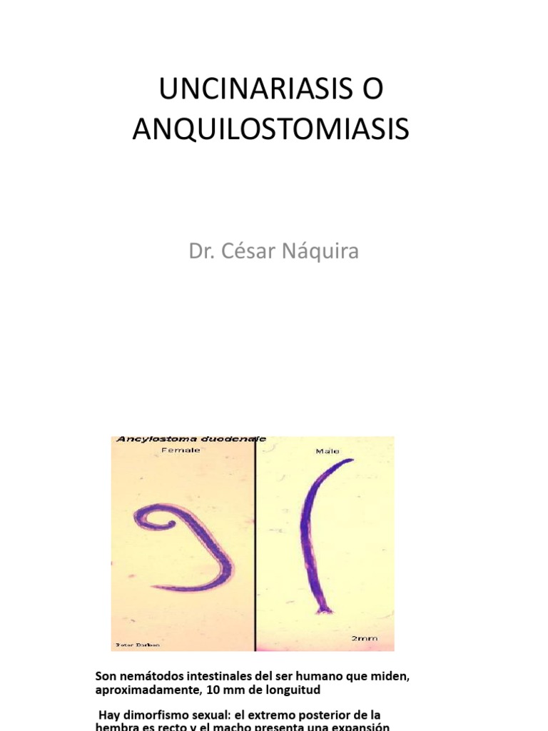 Uncinariasis o Anquilostomiasis | PDF