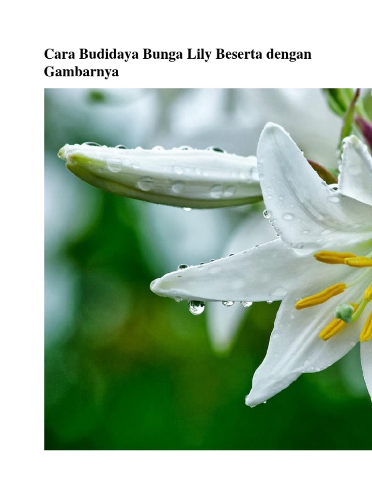 Cara Budidaya Bunga Lily Beserta Dengan Gambarnya | PDF
