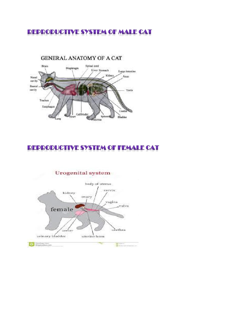 Male Cat Reproductive System