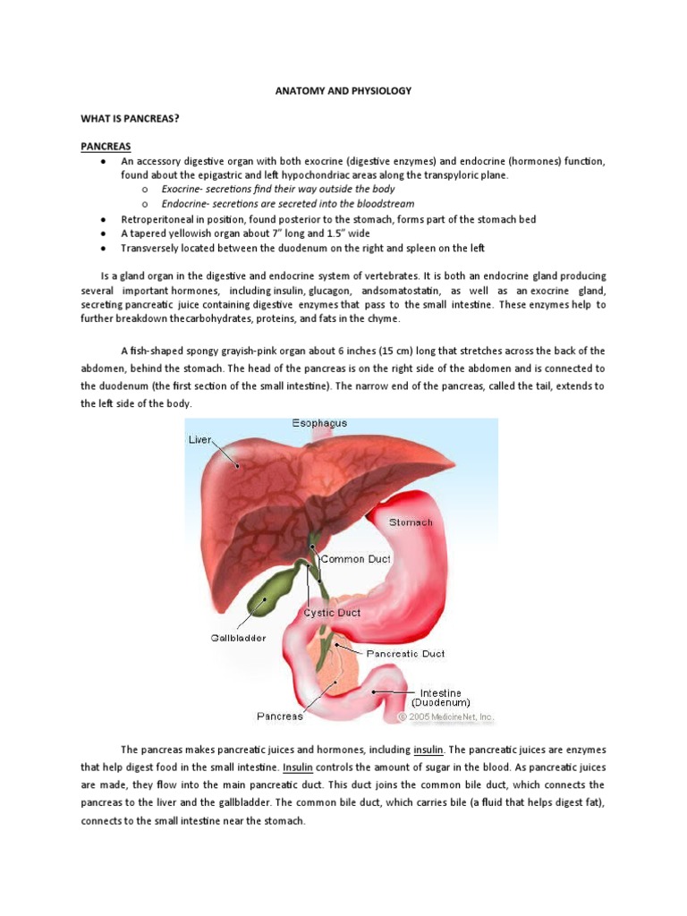 Anatomy and Physiolog2 | PDF | Pancreas | Hyperglycemia