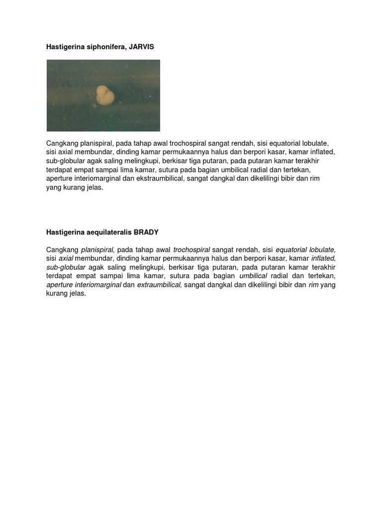 Ciri-ciri Hastigerina Siphonifera | PDF | Seni