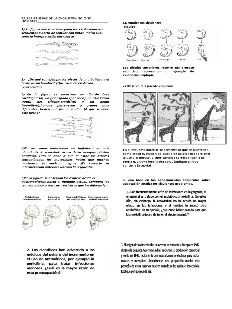 Taller Pruebas de La Evolucion Noveno | Evolución | Organismos