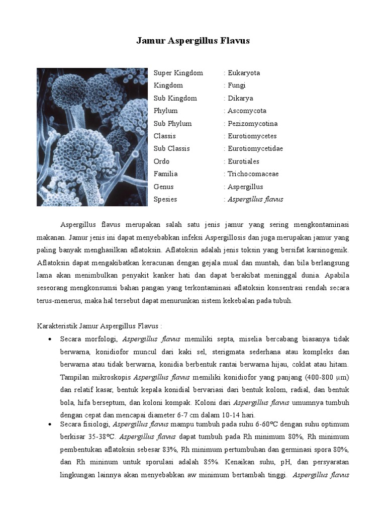Dokumen - Tips - Jamur Aspergillus Flavus | PDF