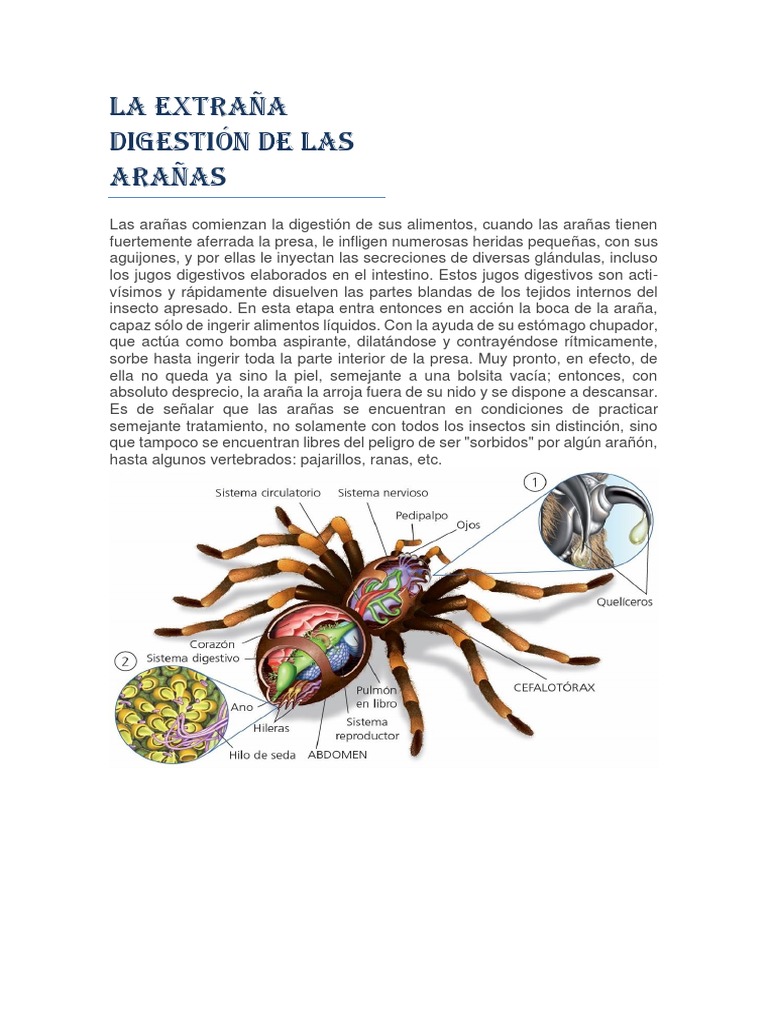 Digestión De Las Arañas Proceso Y Método Pdf
