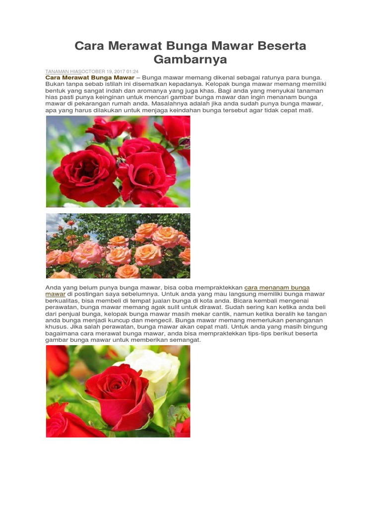 Cara Merawat Bunga Mawar Beserta Gambarnya | PDF