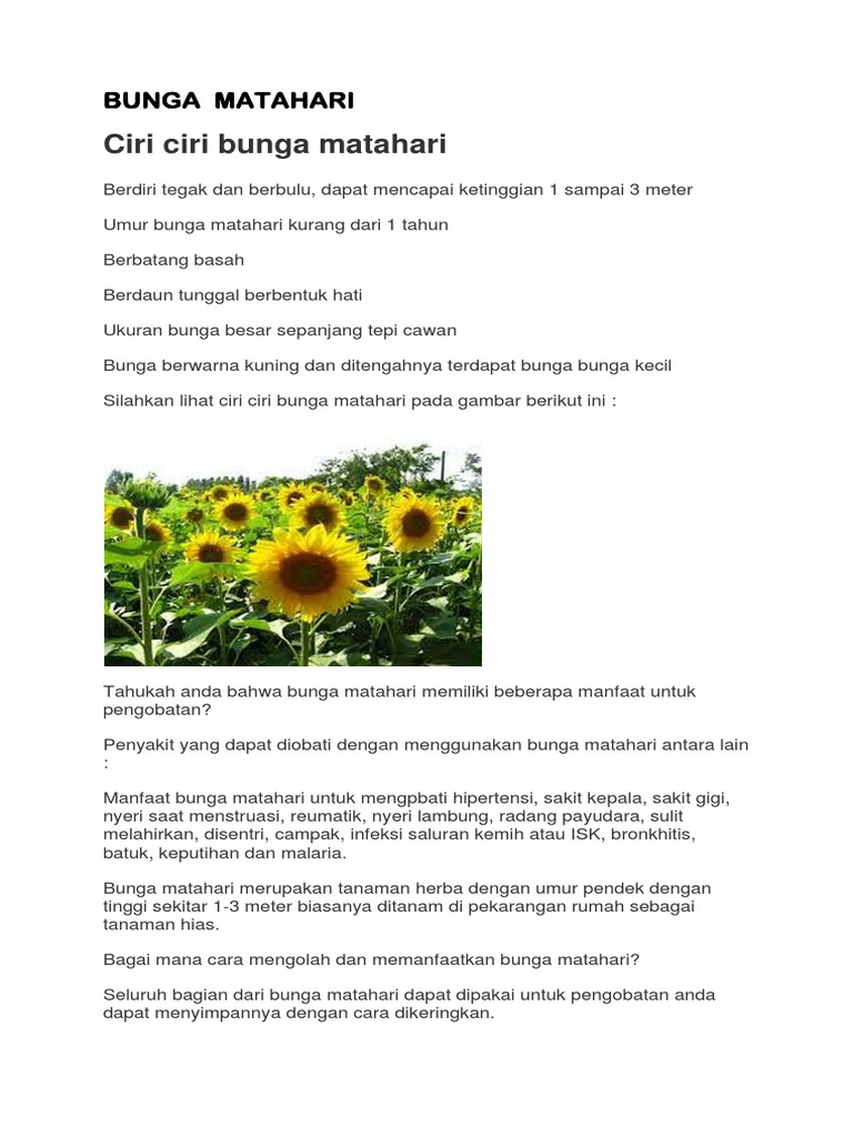 40+ Contoh Gambaran Bunga Matahari yang Mantul! - Informasi Seputar ...