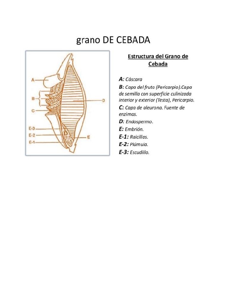 Grano de Cebada | PDF