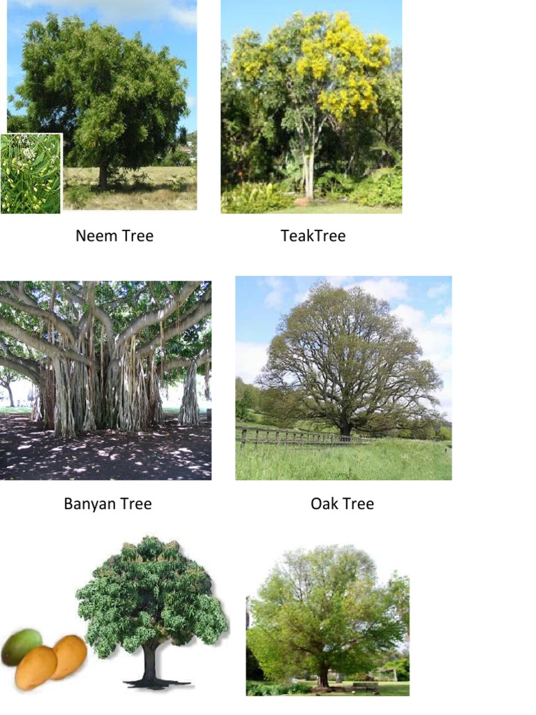 Neem Tree Teaktree | PDF