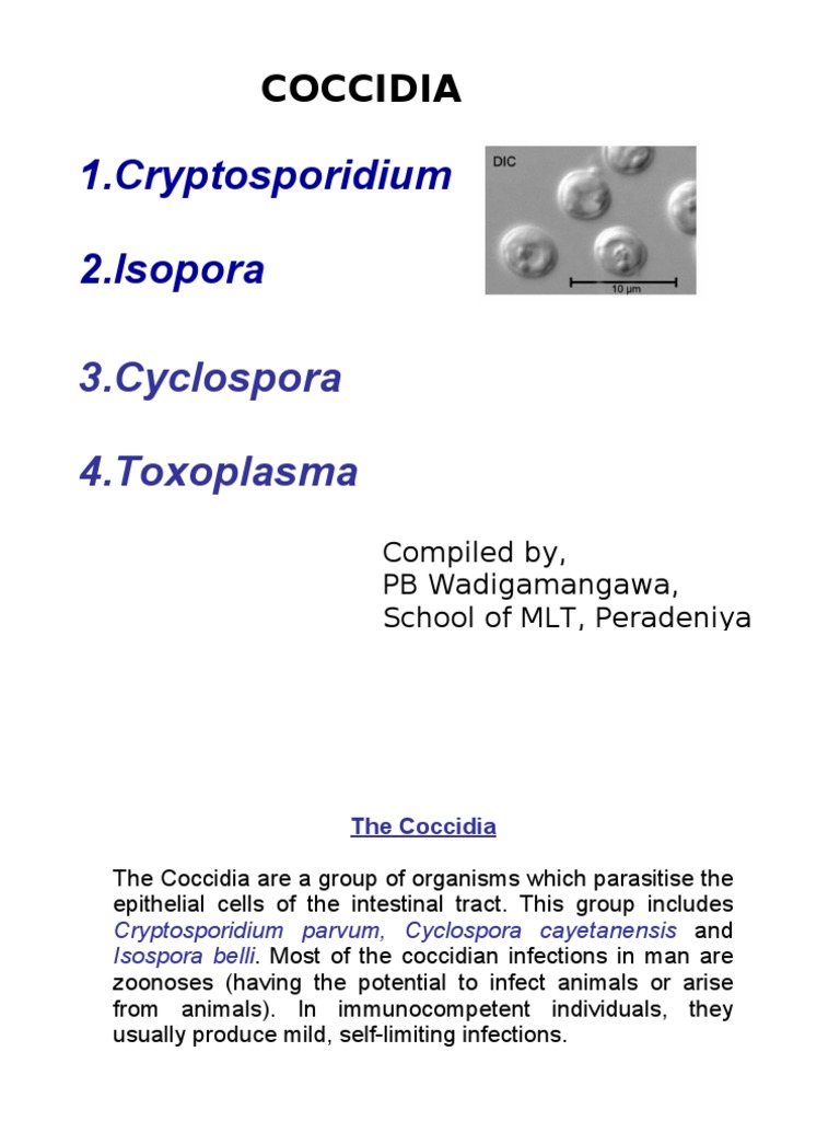 Coccidia | PDF | Immunology | Epidemiology