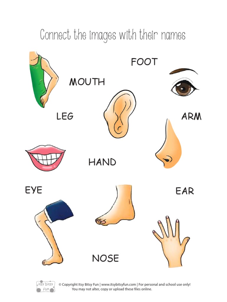 Printable Pack - Human Body Parts Worksheet - 5 Pages - Compressed ...