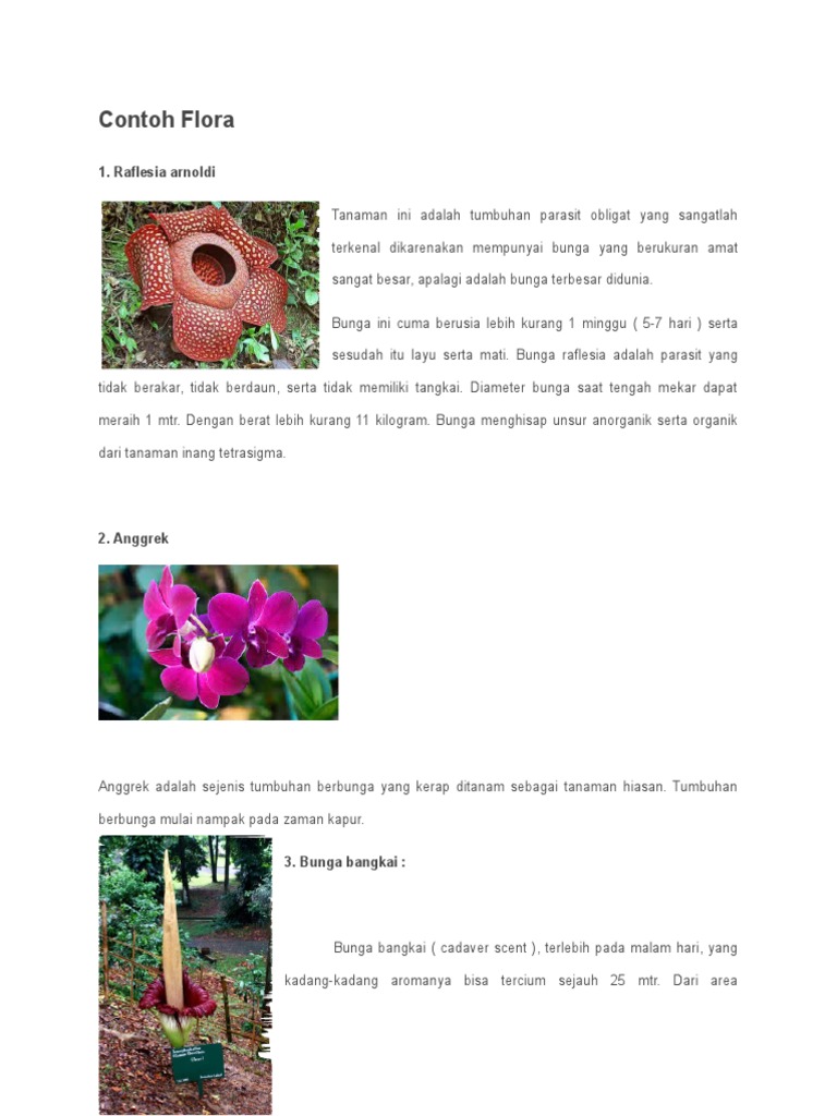 Contoh Flora | PDF