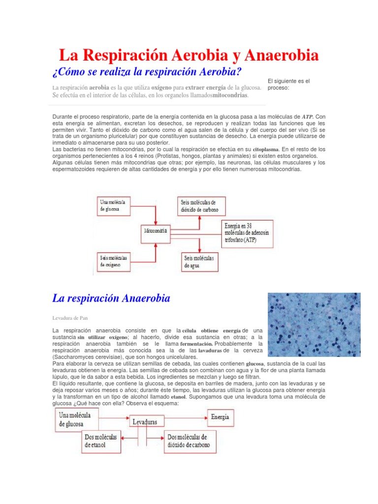 La Respiración Aerobia y Anaerobia | PDF | Branquia | Biología