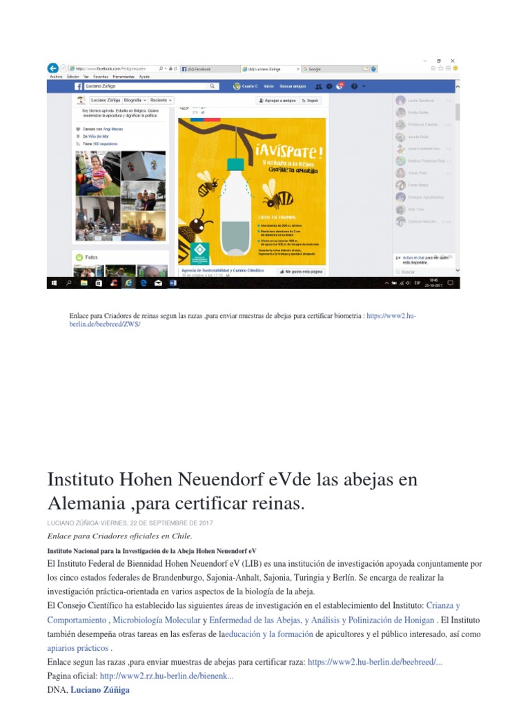 Contra Las Avispas | PDF