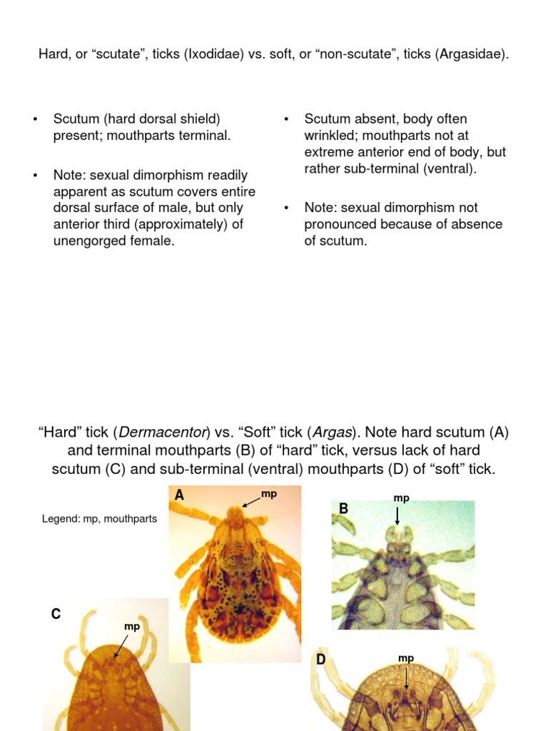 Hard Vs Soft Ticks | PDF